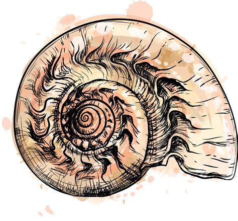 Nautilus Shell Vector At Collection Of Nautilus Shell