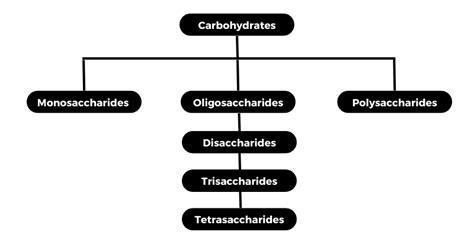 Carbohydrates Definition Functions And Classification