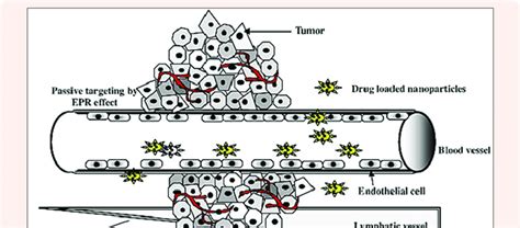 Passive Targeting Of Nanoparticles Np By Epr Effect Utilizing The Download Scientific Diagram