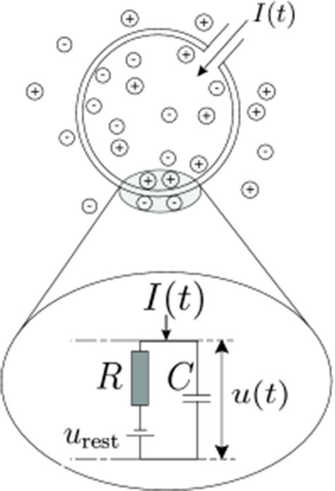 Equivalent Circuit Of Neuron Model Download Scientific Diagram