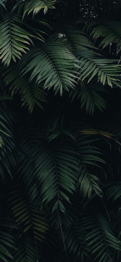 Dark Green Nature Wallpaper Hd For Mobile