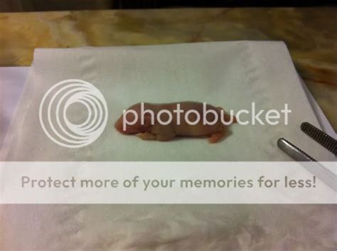 Isotonic Injection Reptile Forums