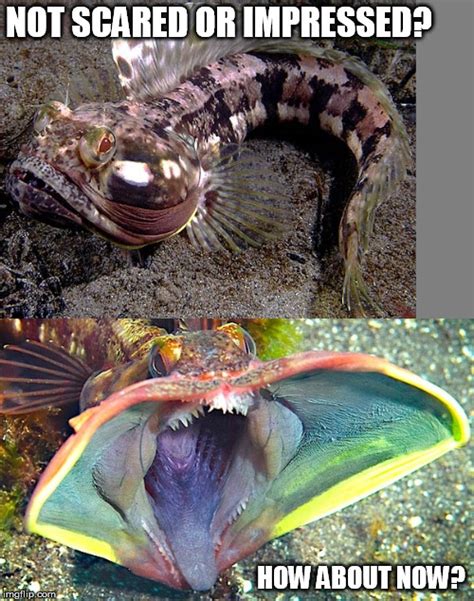 Sarcastic Fringehead Imgflip
