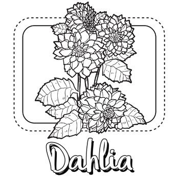 Dahlia Flower Coloring Pages 2025