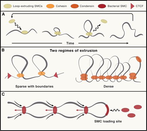 The Chromosome Folding Problem And How Cells Solve It Cell