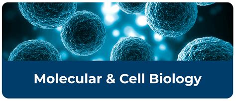 Research Ccmb Brown University