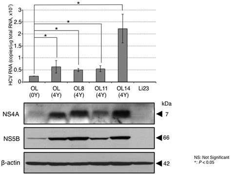 Characterization Of Genome Length Hcv Rna Replicating Cells After 4