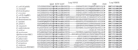 Multiple Sequence Alignment Of The N Terminal Regions Of Loop Vi Vii Download Scientific