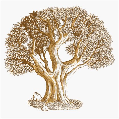 Roots Vector Oak Tree Vector Oak Tree Illustration HD Png Download Kindpng