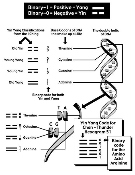 Tai Chi Yin Yang And The Iching All Linked To Dna All Explained In