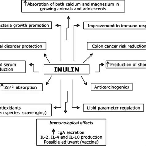 Schematic Overview Of The Biological Effect Of Inulin In Humans Download Scientific Diagram