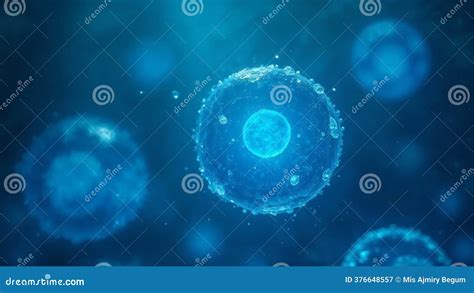Zygote Undergoing First Cleavage Stages Of Mitosis Cartoon Vector