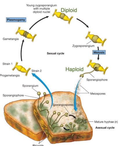 Phylum Zygomycota Flashcards Quizlet