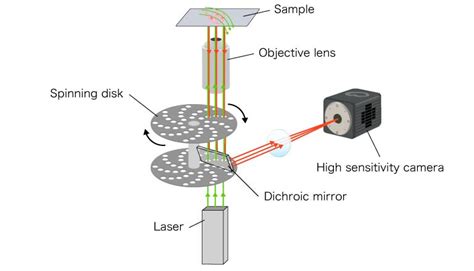 Confocal Microscopy Hamamatsu Photonics