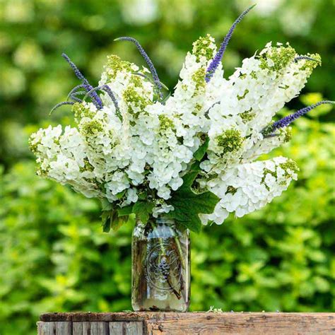 Ruby Slippers Hydrangea Dwarf Oakleaf Hydrangea Plantsrose