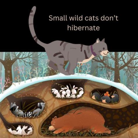 Do The Small Wild Cats Hibernate Michael Broad