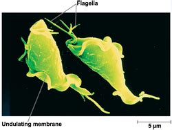 Trichomonas Vaginalis Wikipedia