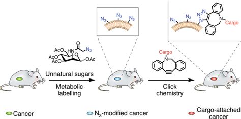 用于癌症靶向治疗的代谢聚糖标记 Nature Chemistry X Mol