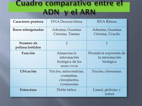Diferencias Entre Adn Y Arn Cuadro Comparativo Adn Y Arn Adn My Xxx