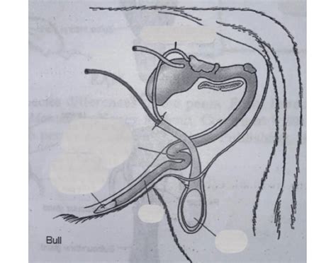 Inguinal Positions Of The Scrotum Quiz