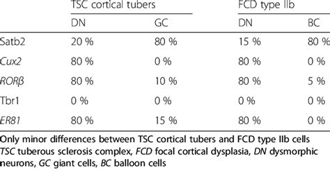 Expression Pattern Of Cortical Layer Markers In Aberrant Cell Forms