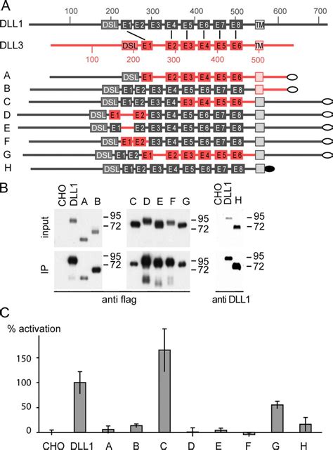 Analysis Of Dll1 Dll3 Chimeric Ligands A Schematic Overview Of