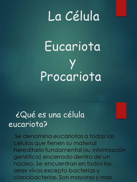 Celulas Eucariotas Y Procariotas Descargar Gratis Pdf Biología
