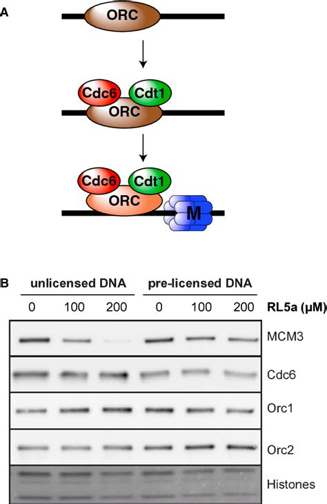 Figure 4 From The High Affinity Interaction Between Orc And Dna That Is