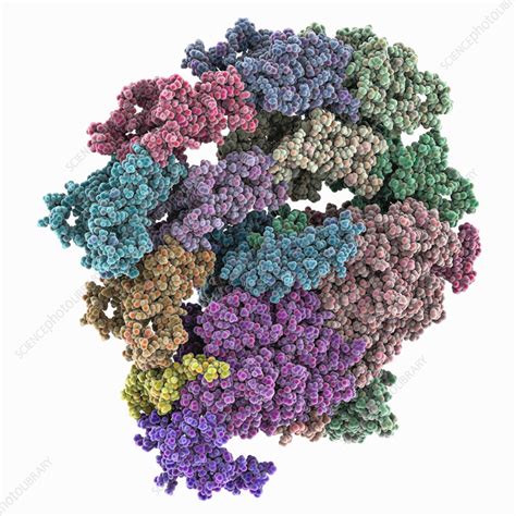 Monomeric Photosystem I Complex Molecular Model Stock Image C057