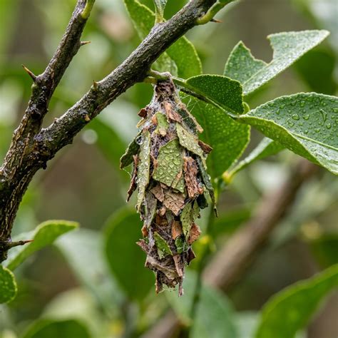 Glovers Bagworm Moth Cryptothelea Gloverii Facts Identification