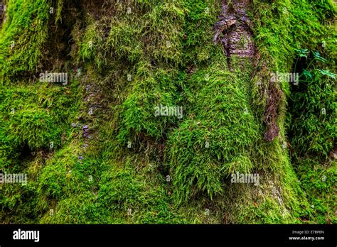The Texture Of Tree Bark With Moss Stock Photo Alamy