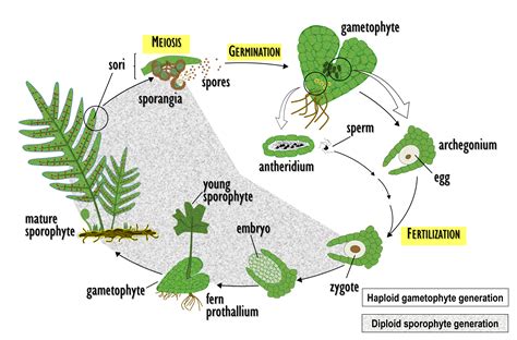 Fern Life Cycle Oer Commons