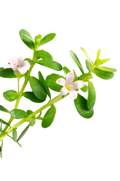 Bacopa Monnieri An Amazing Ayurvedic Adaptogen Cognance Vs