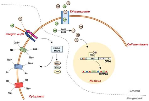 Nrf2 Mediated Antioxidant Defense And Thyroid Hormone Signaling A