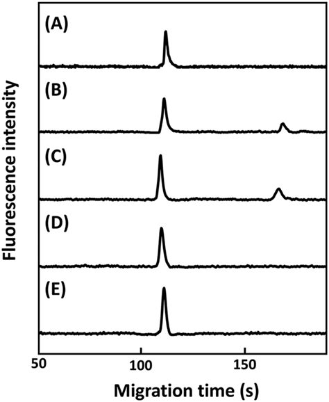 Selection Characterization And Application Of Artificial Dna Aptamer