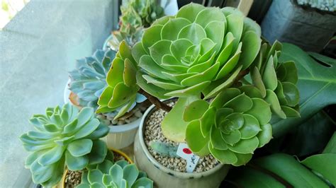 💝넘~예쁜 다육식물💝 Youtube