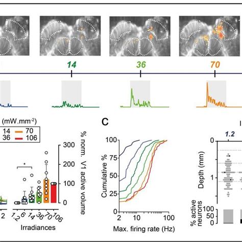 Pdf Functional Ultrasound Imaging Of The Spreading Activity Following Optogenetic Stimulation