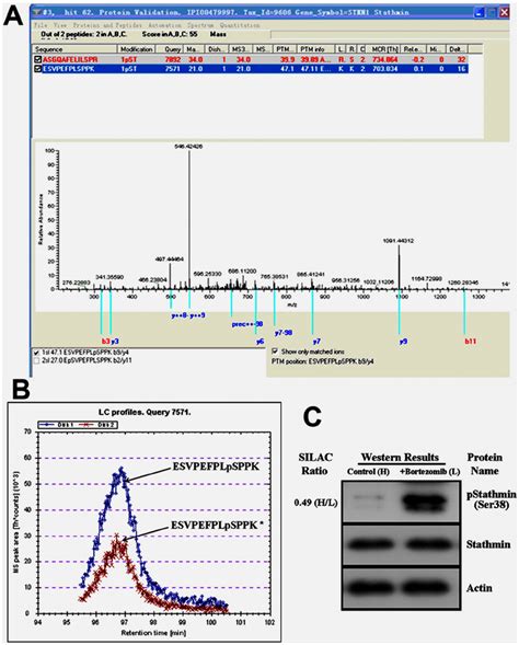 Identification And Quantization Of Ser38 Phosphorylation Of Stathmin