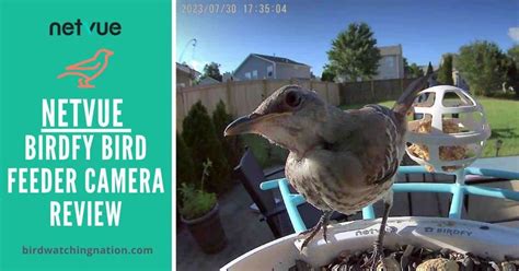 Honest Hands On Test Netvue Bird Feeder Camera Review Birdwatching Nation