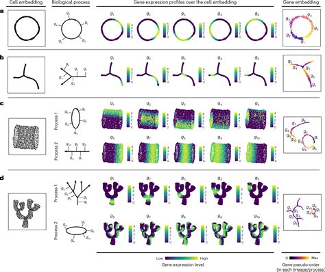 ScRNA Seq GeneTrajectory Unraveling Gene Expression Dynamics For Single Cell Analysis Won