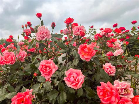 Understand The Many Types Of Roses The Tree Center