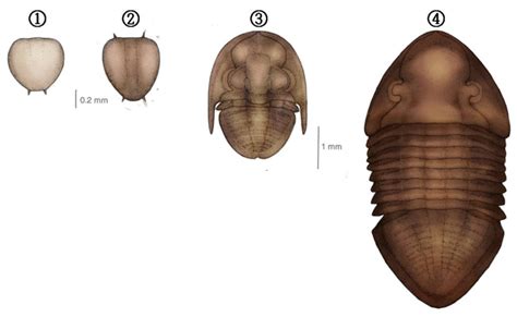 Vii 3 알에서 막 깨어난 어린 삼엽충