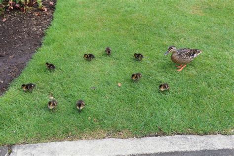 Naked Capitalism Finance Economics Politics Power Page Of