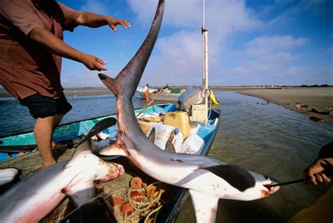 Sharks Finning