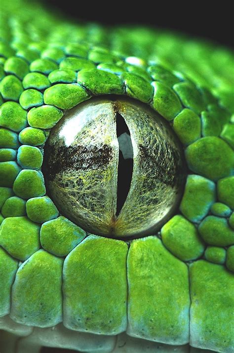 Viper Eyes