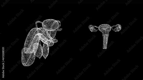 3d Male And Female Genitals On Black Bg Reproductive System Human Body