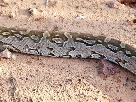 Zimbabwe Lake Kariba African Rock Python Travel2unlimited