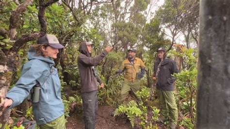 17bos Group Talking For Akikiki Dlnr News Sports Jobs Maui News