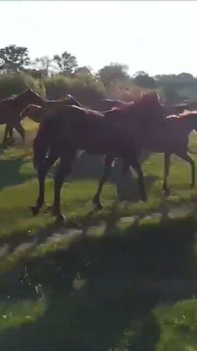 Табун лошадей 🐴 свобода 💘 мезенская лошадь лошади природа россии Дивные традиции