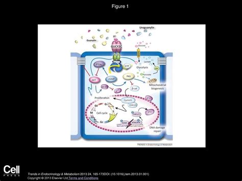 Gucy2c At The Intersection Of Obesity And Cancer Ppt Download